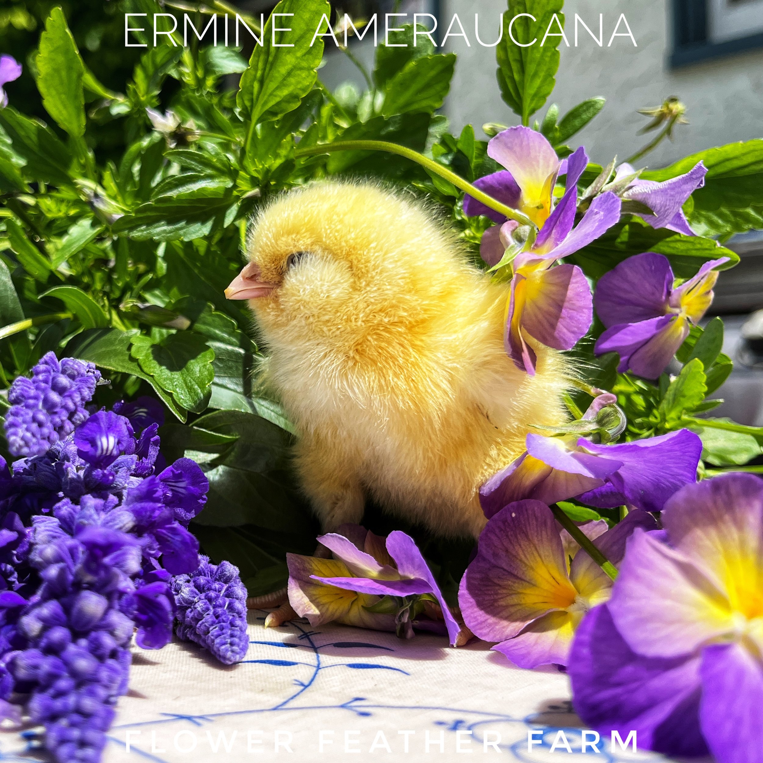 Breeds & Chicks Available — Flower Feather Farm, chicks & dahlias