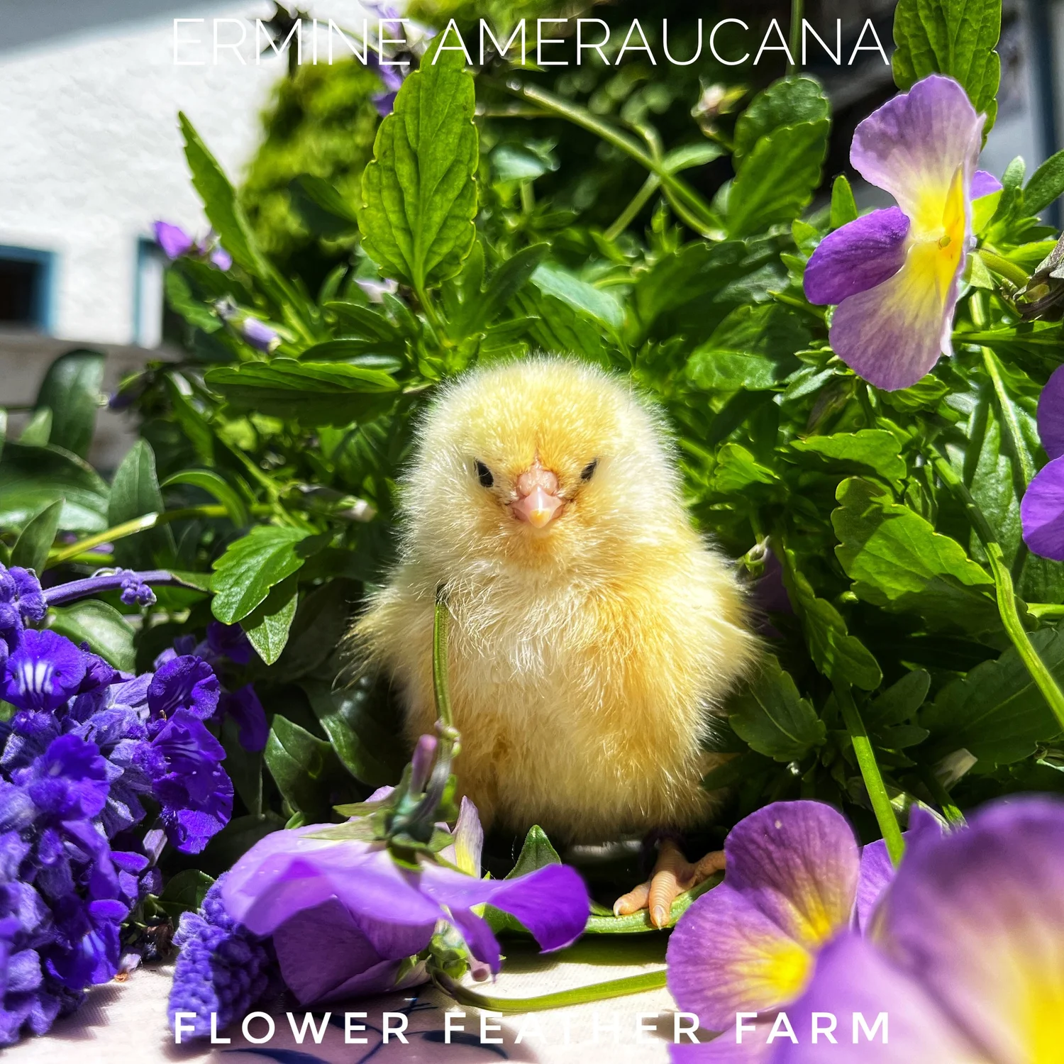 Breeds & Chicks Available — Flower Feather Farm, chicks & dahlias