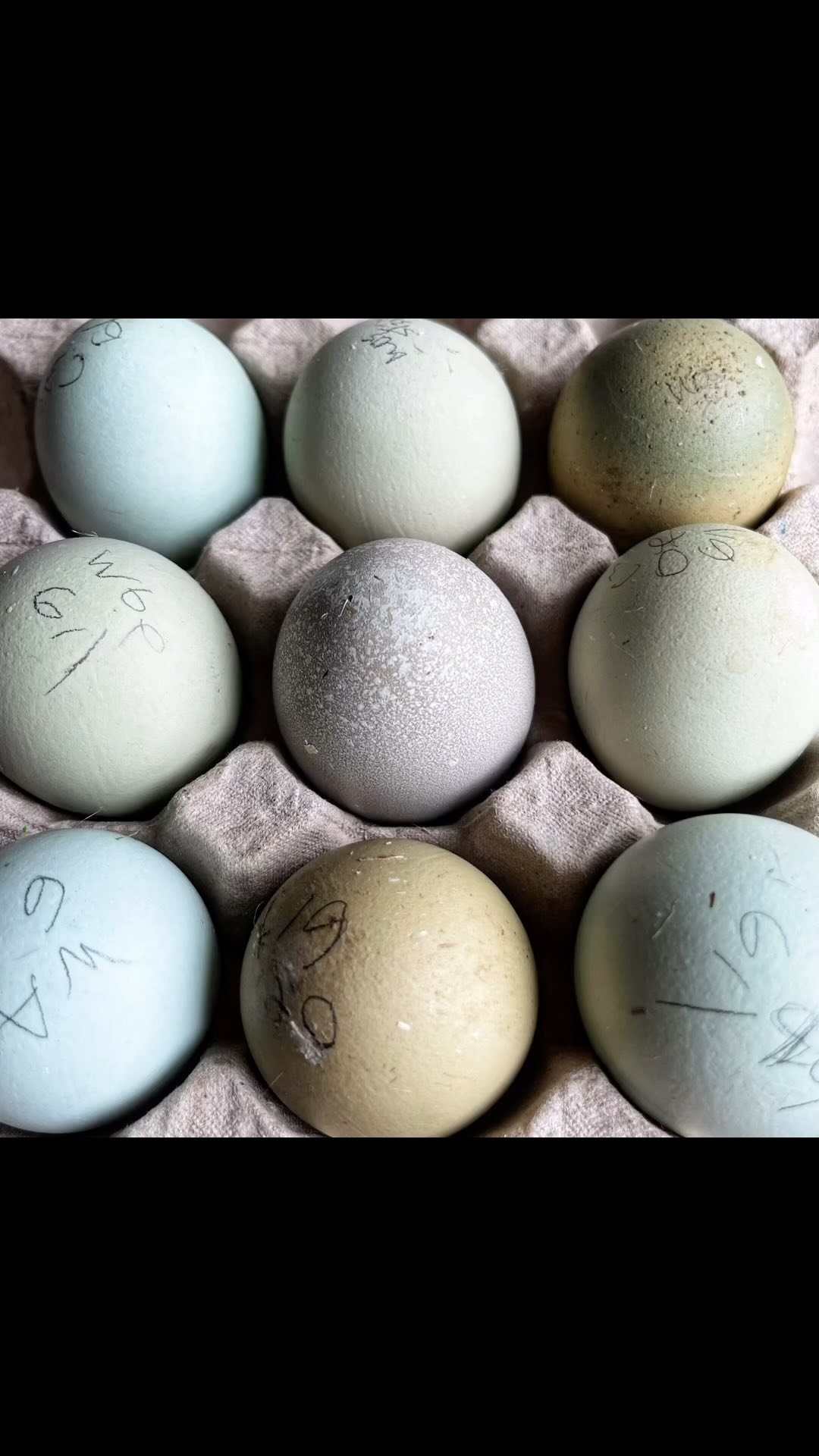 Best Hatching Tips for Healthy Chicks — Flower Feather Farm: Chicks ...