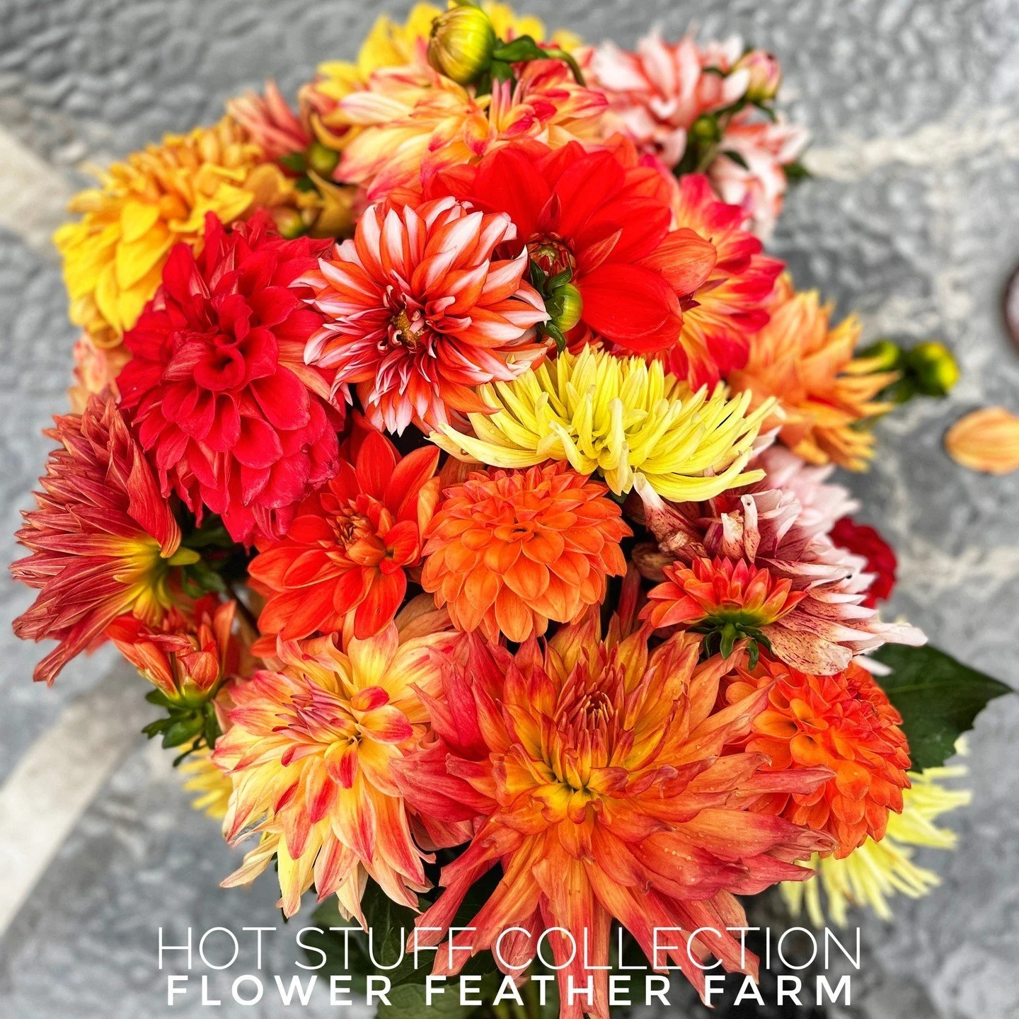 Best Hatching Tips for Healthy Chicks — Flower Feather Farm: Chicks ...