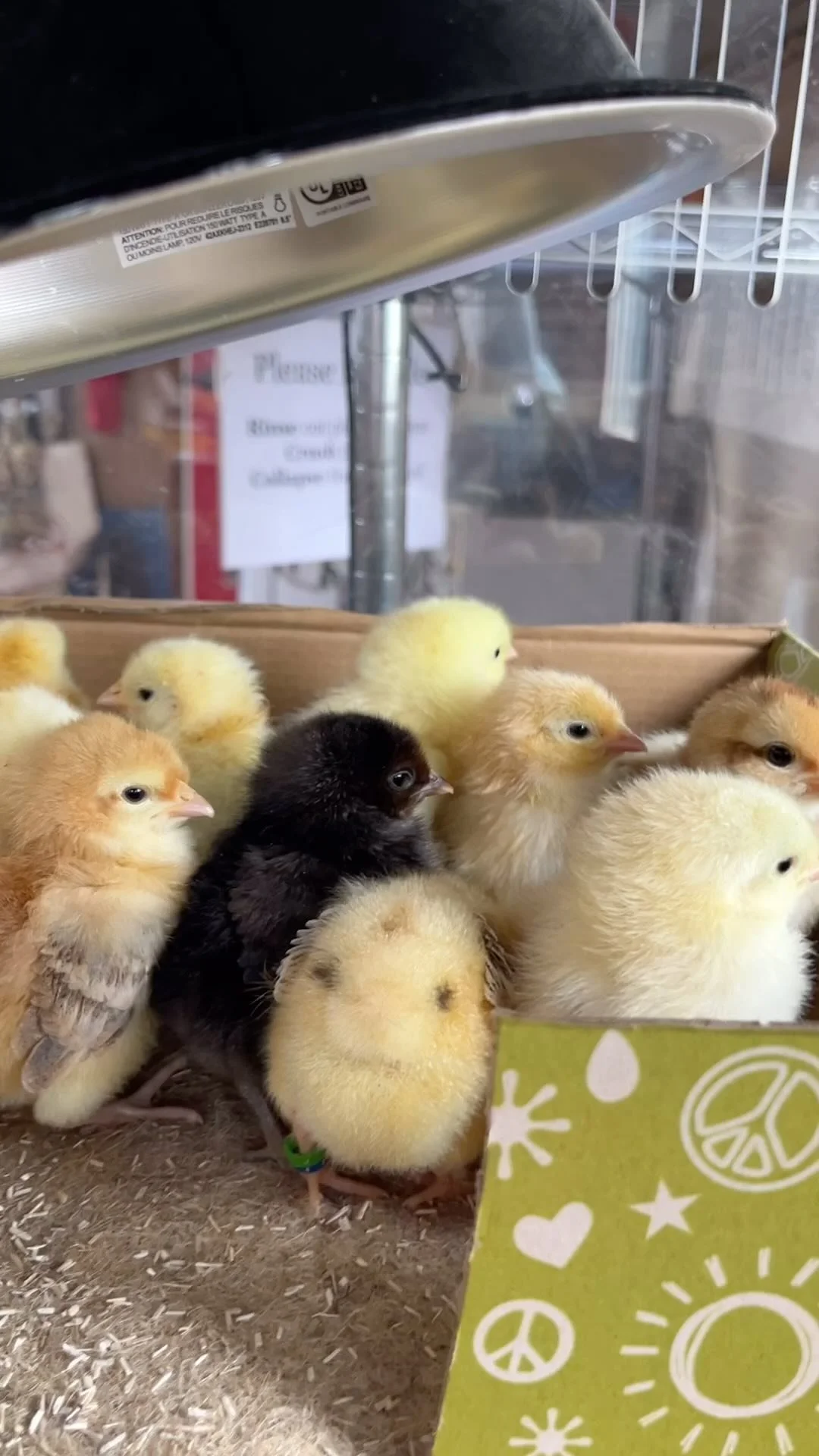Best Hatching Tips for Healthy Chicks — Flower Feather Farm: Chicks ...