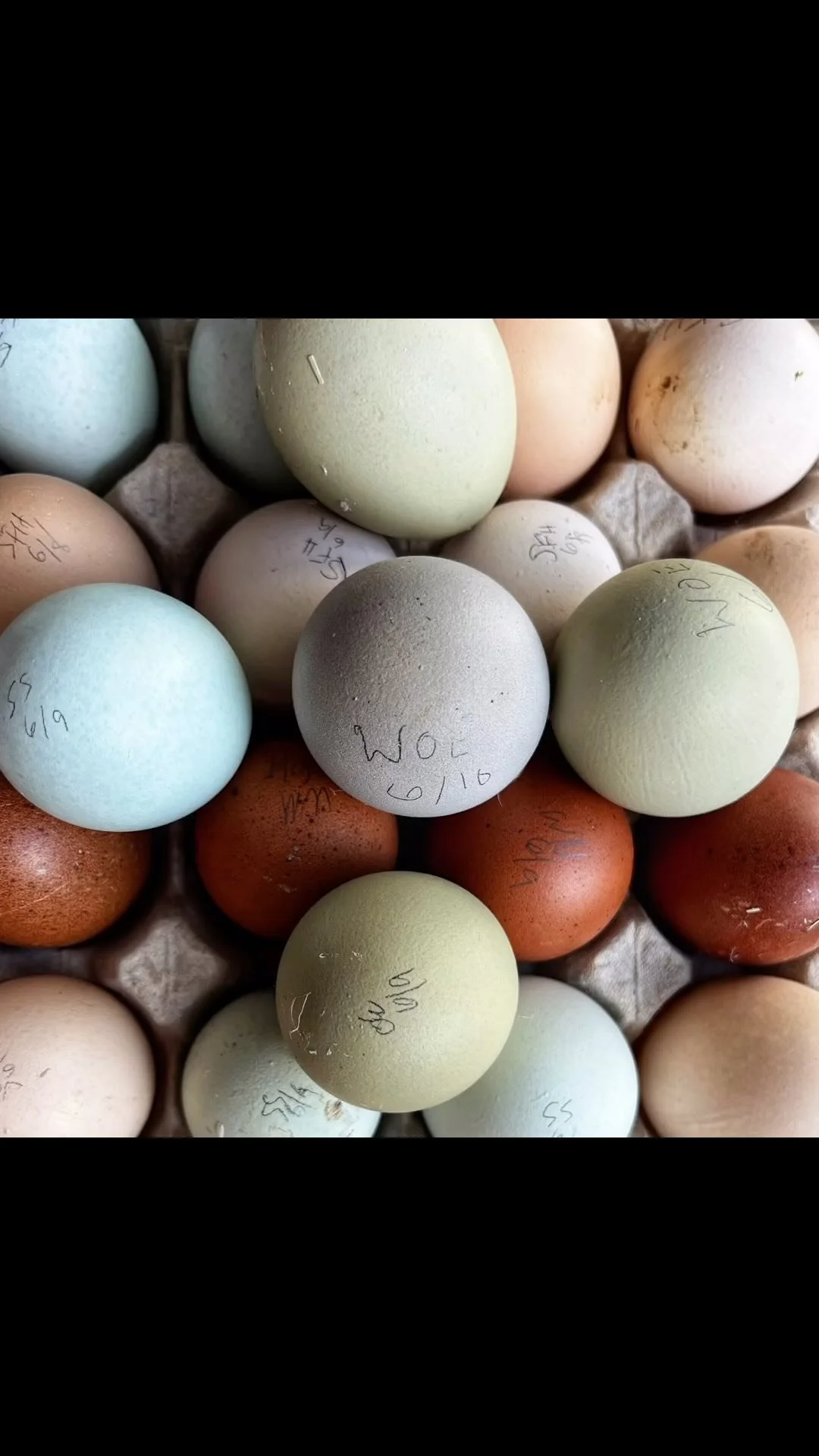 Best Hatching Tips for Healthy Chicks — Flower Feather Farm: Chicks ...