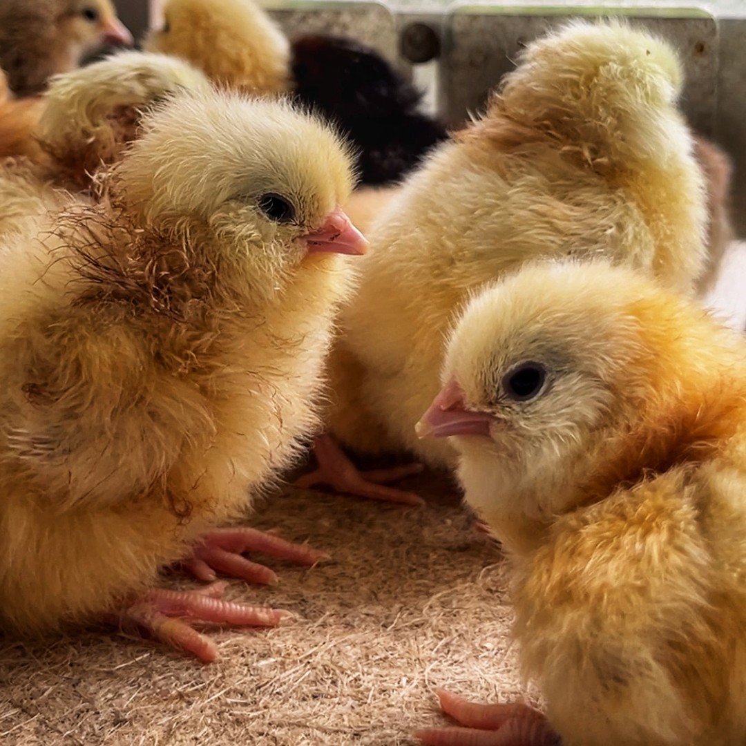 Best Hatching Tips for Healthy Chicks — Flower Feather Farm: Chicks ...