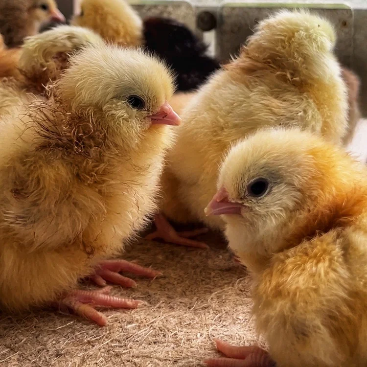 Best Hatching Tips for Healthy Chicks — Flower Feather Farm: Chicks ...