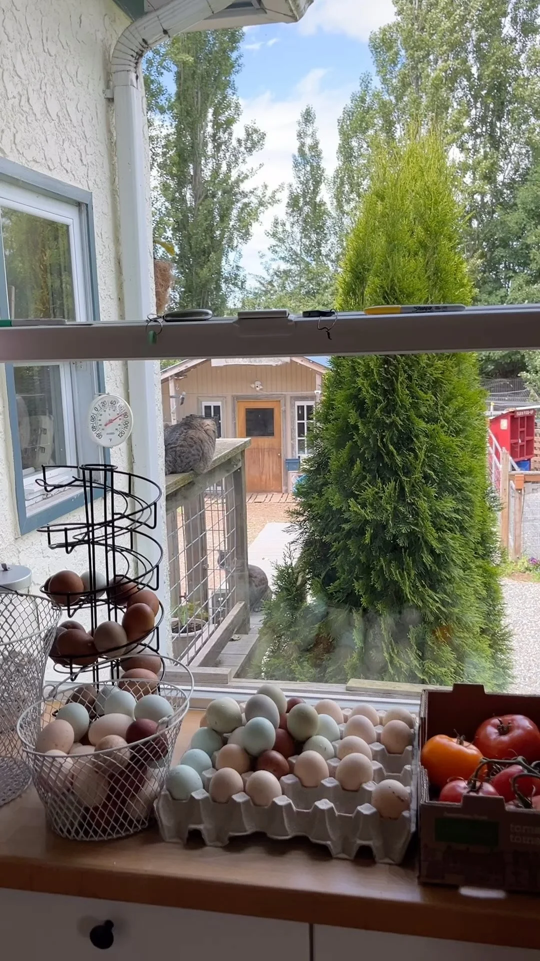 Best Hatching Tips for Healthy Chicks — Flower Feather Farm: Chicks ...