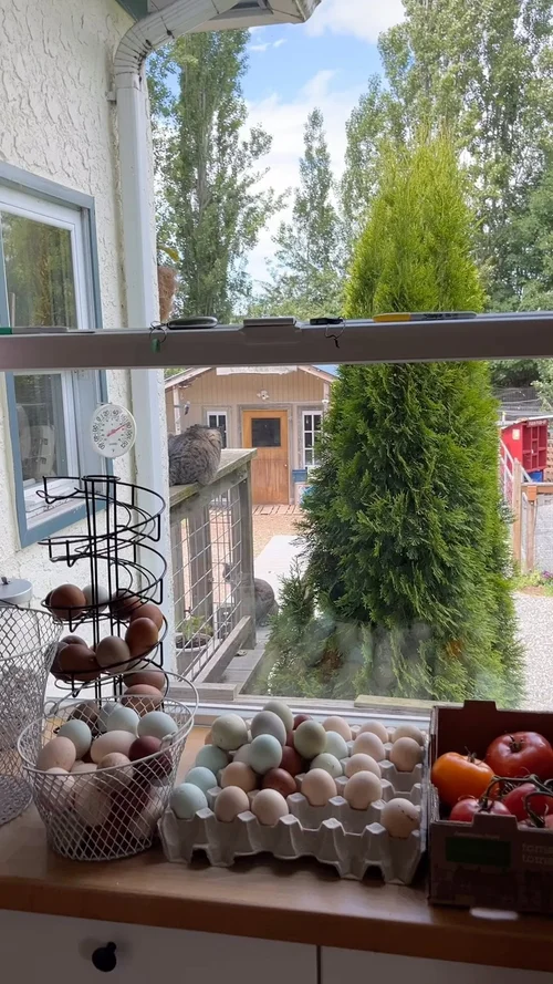 Best Hatching Tips for Healthy Chicks — Flower Feather Farm: Chicks ...