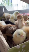 Best Hatching Tips for Healthy Chicks — Flower Feather Farm: Chicks ...