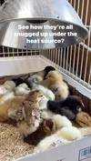Best Hatching Tips for Healthy Chicks — Flower Feather Farm: Chicks ...