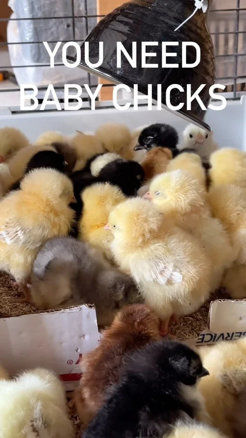 Best Hatching Tips for Healthy Chicks — Flower Feather Farm: Chicks ...