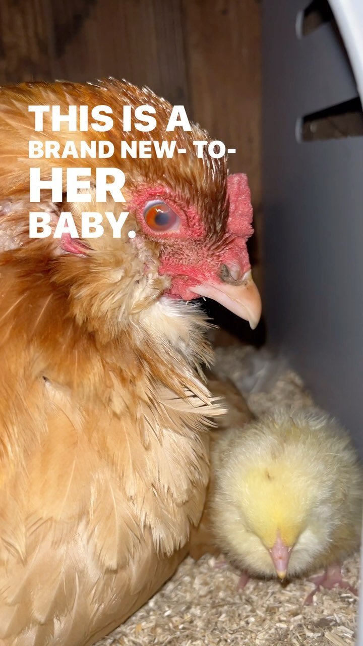 Best Hatching Tips for Healthy Chicks — Flower Feather Farm: Chicks ...