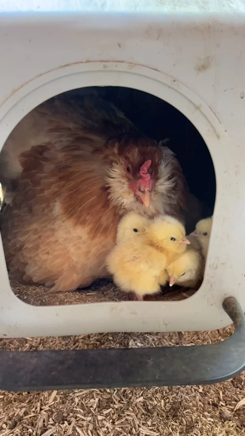 Best Hatching Tips for Healthy Chicks — Flower Feather Farm: Chicks ...