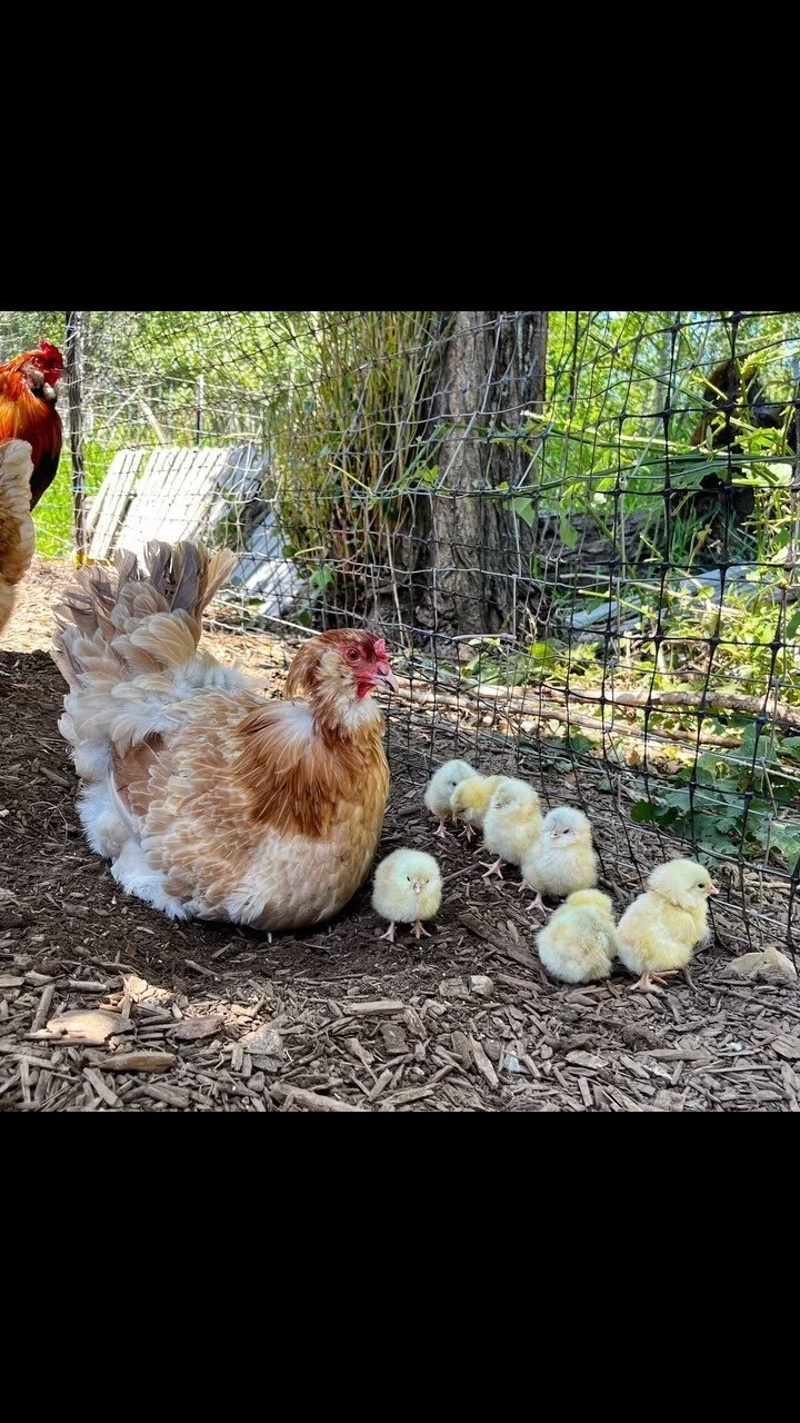 Flower Feather Farm: Chicks & Dahlias