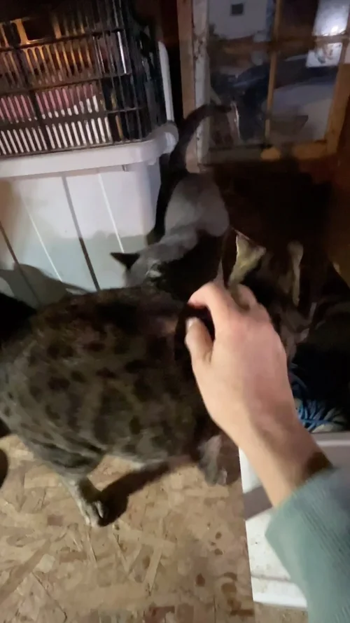 Best Hatching Tips for Healthy Chicks — Flower Feather Farm: Chicks ...