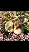 Best Hatching Tips for Healthy Chicks — Flower Feather Farm: Chicks ...