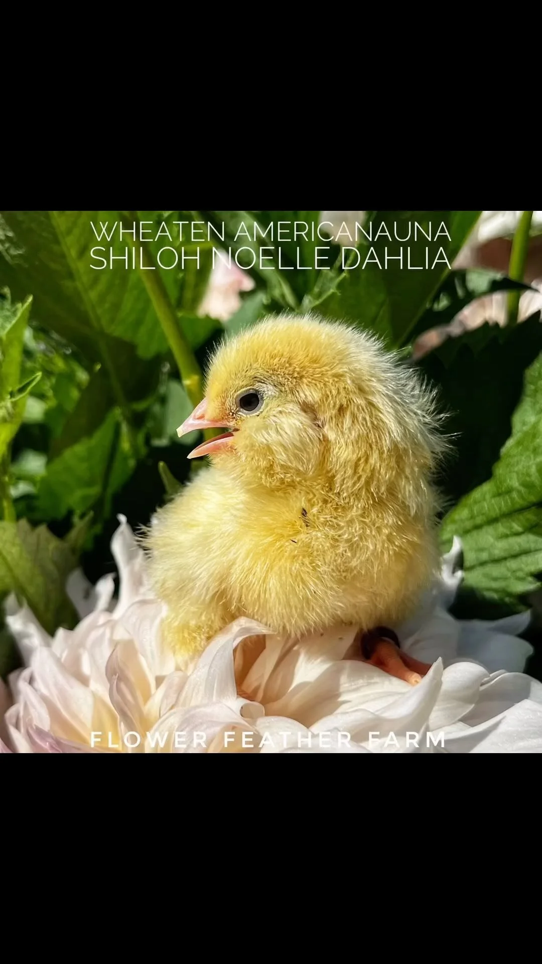 Best Hatching Tips for Healthy Chicks — Flower Feather Farm: Chicks ...