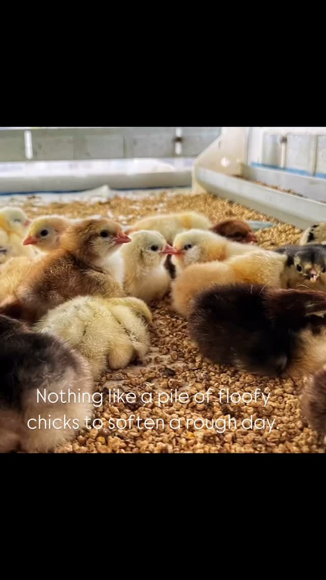 How to Help a Sticky Chick