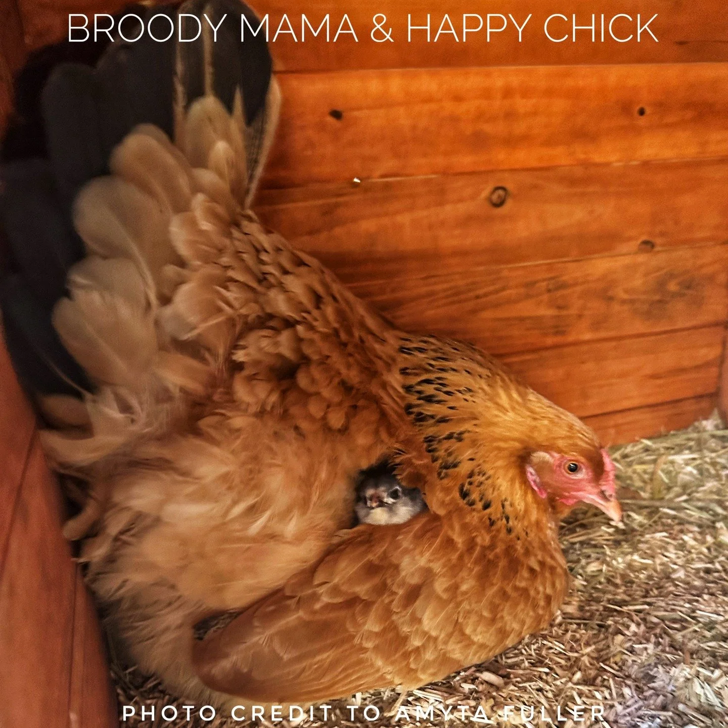 Best Housing or Brooder Set-Up for Baby Chicks