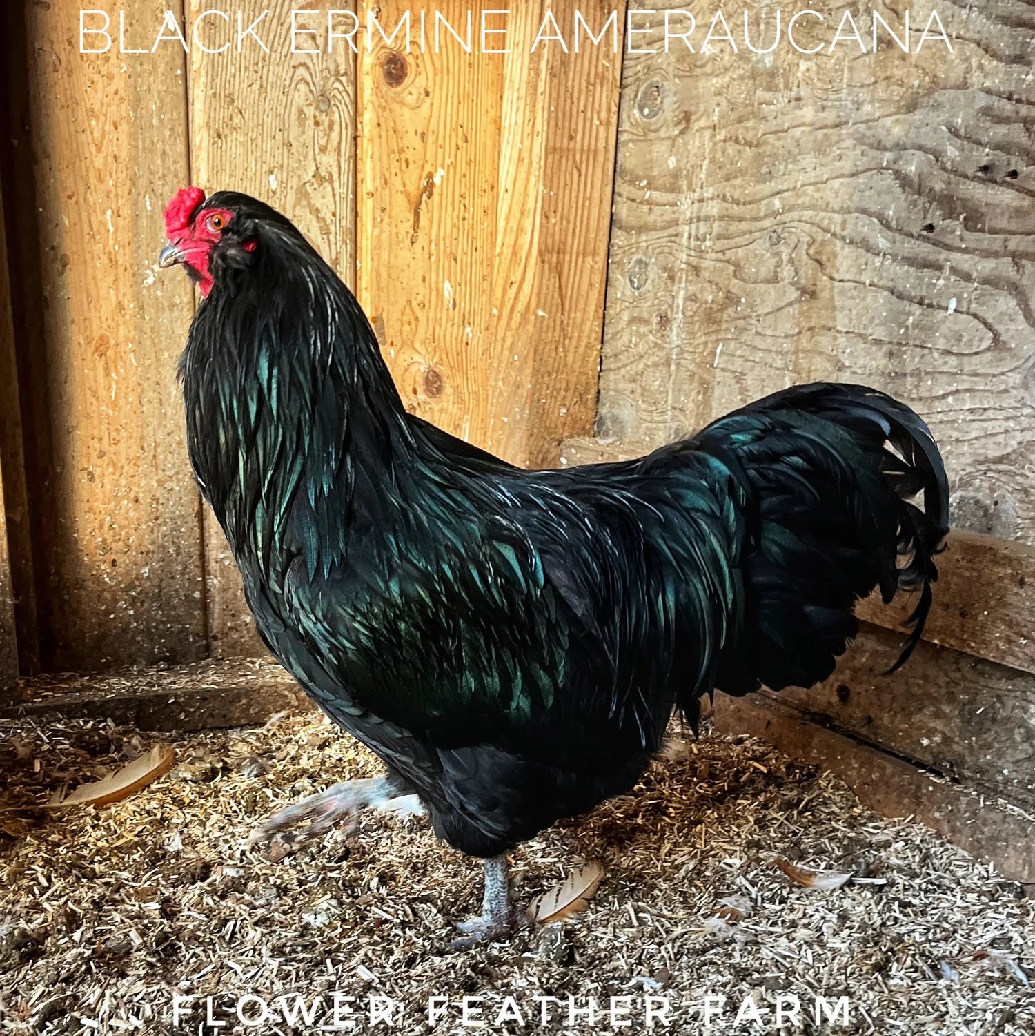 Black Americana Chickens