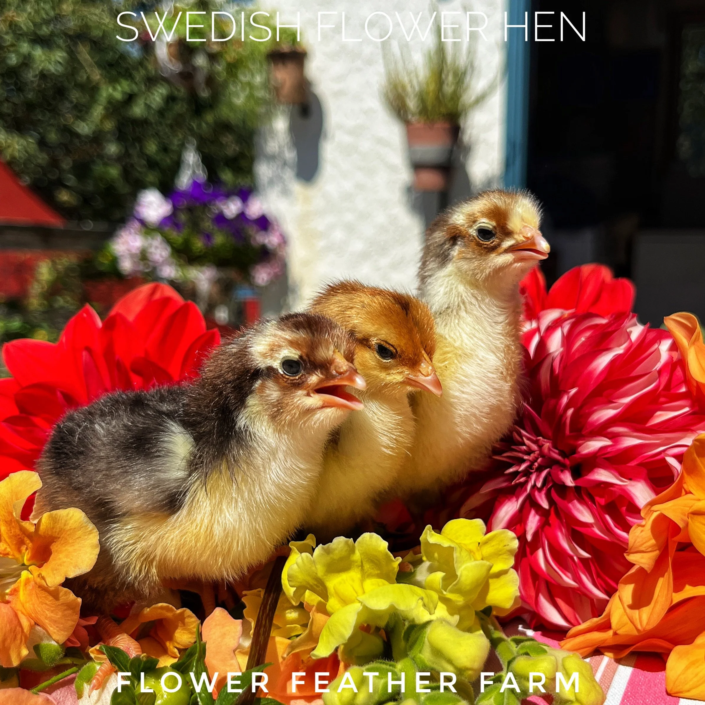 Wheaten/Blue Wheaten Marans Chicks