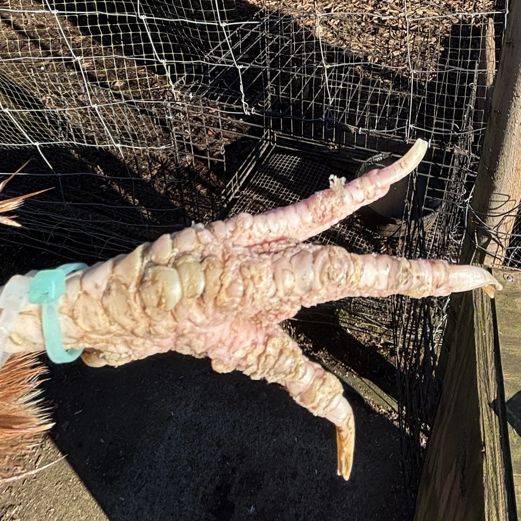 Scaly Leg Mites: How to recognize them and what to do about them.