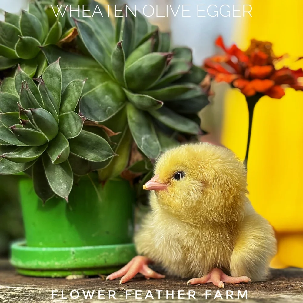 Wheaten/Blue Wheaten/Splash Ameraucanas Chicks available at Flower ...