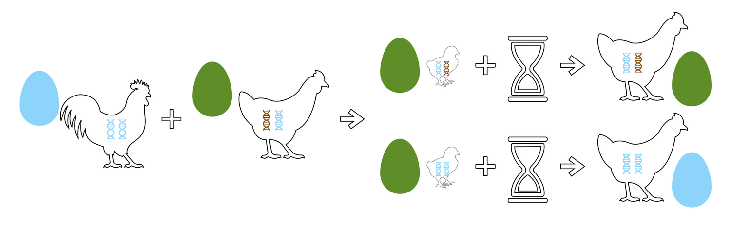 Olive Egger Genetics: It's Complicated