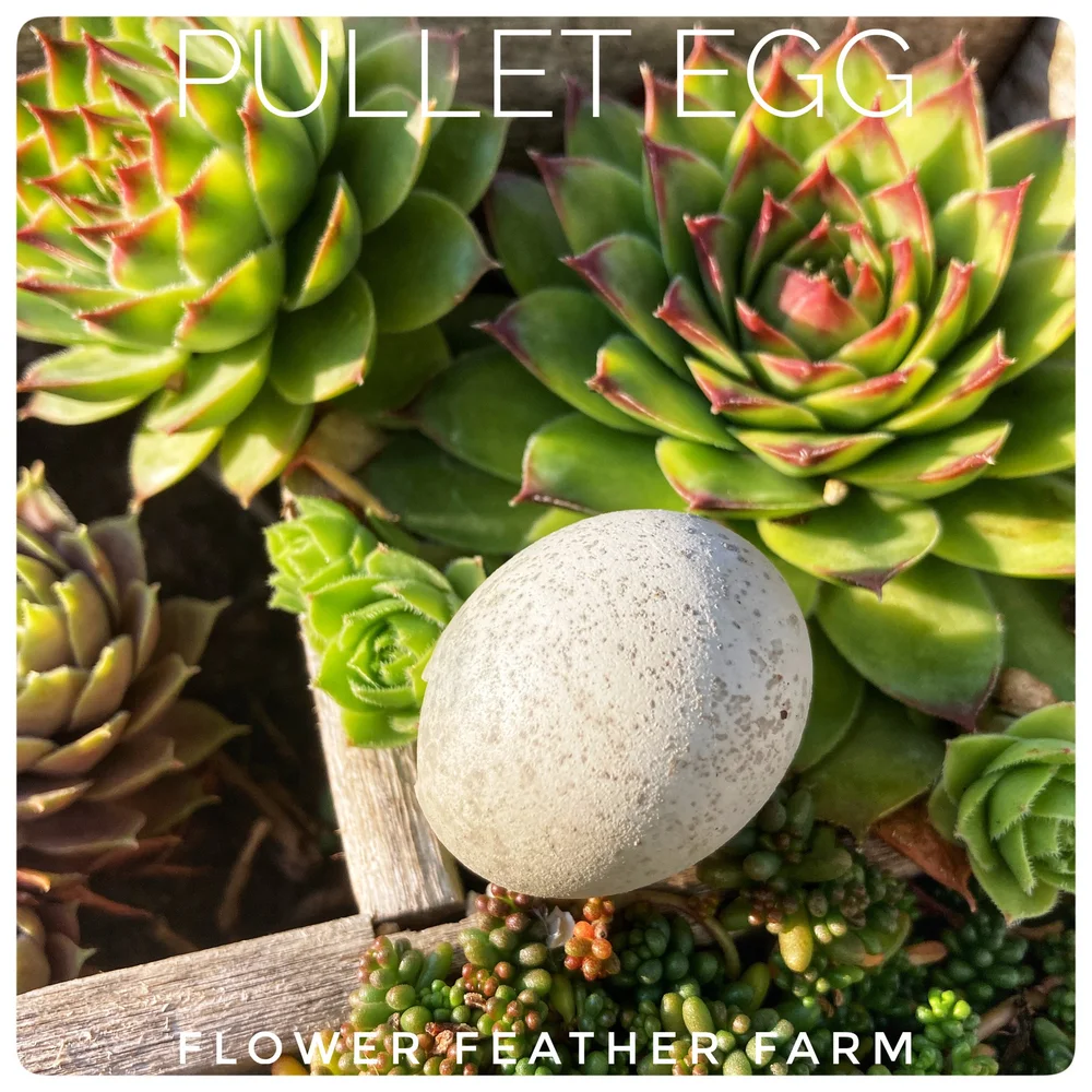 Hatching Pullet Eggs: Just Say “No”