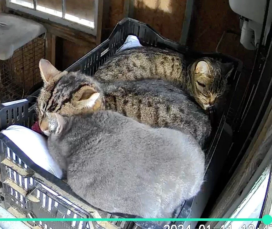 Barn Cats for Mouse and Rat Control