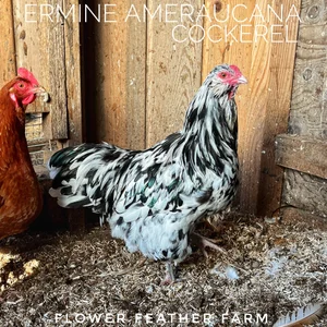 Wheaten/Blue Wheaten Marans Chicks