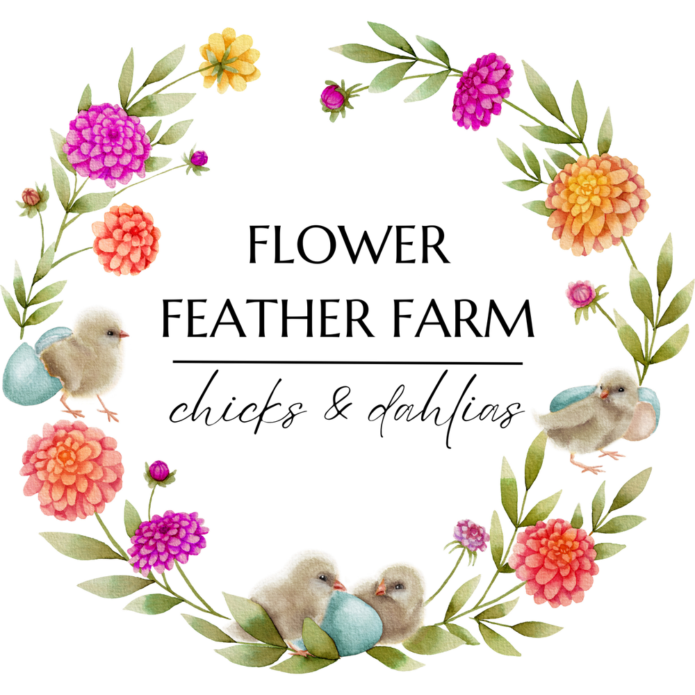 Washington Dahlia Farms — Flower Feather Farm, chicks & dahlias