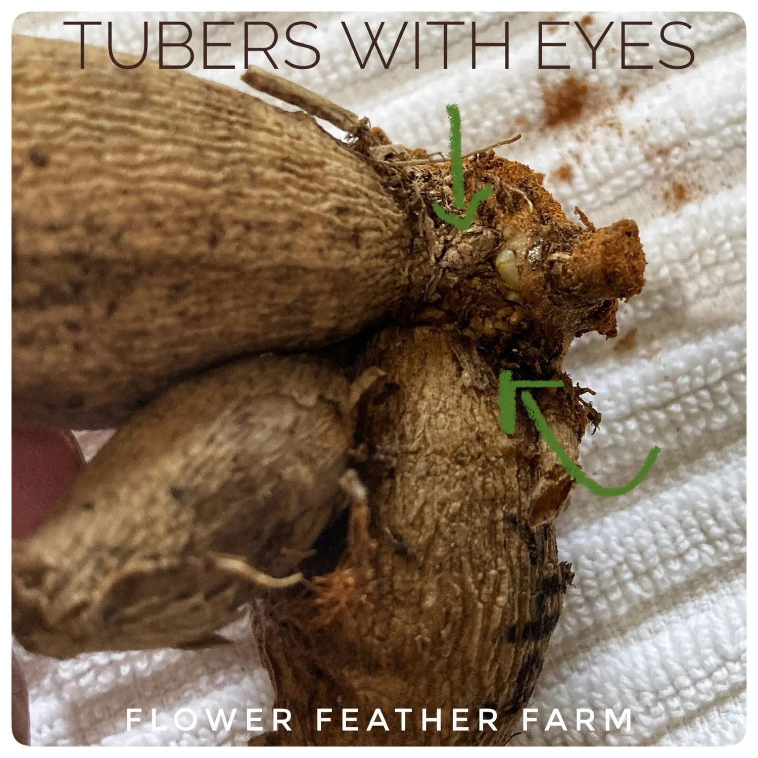 Tips and Tools for Dividing and Storing Dahlia Tubers — Flower Feather ...