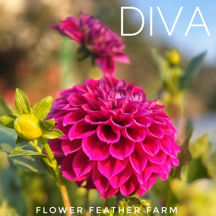 Shiloh Noelle Dahlias at Flower Feather Farm, Specialty Chicks and ...