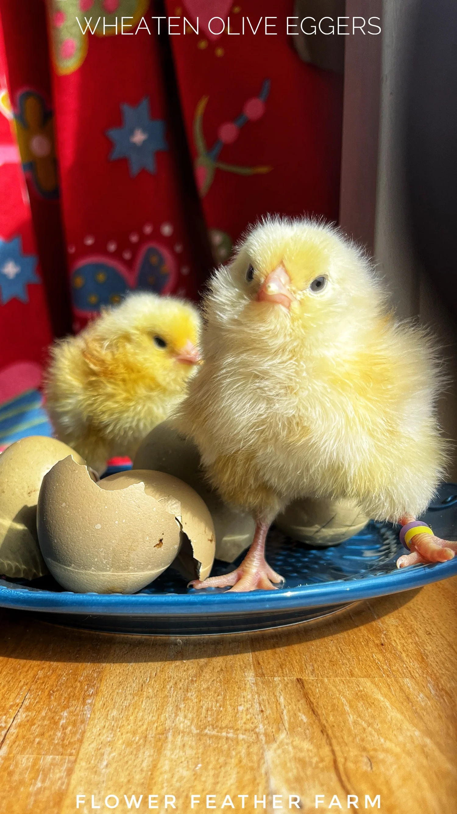 Swedish Flower Hens aka Skånsk Blommehöna Chicks at Flower Feather Farm ...
