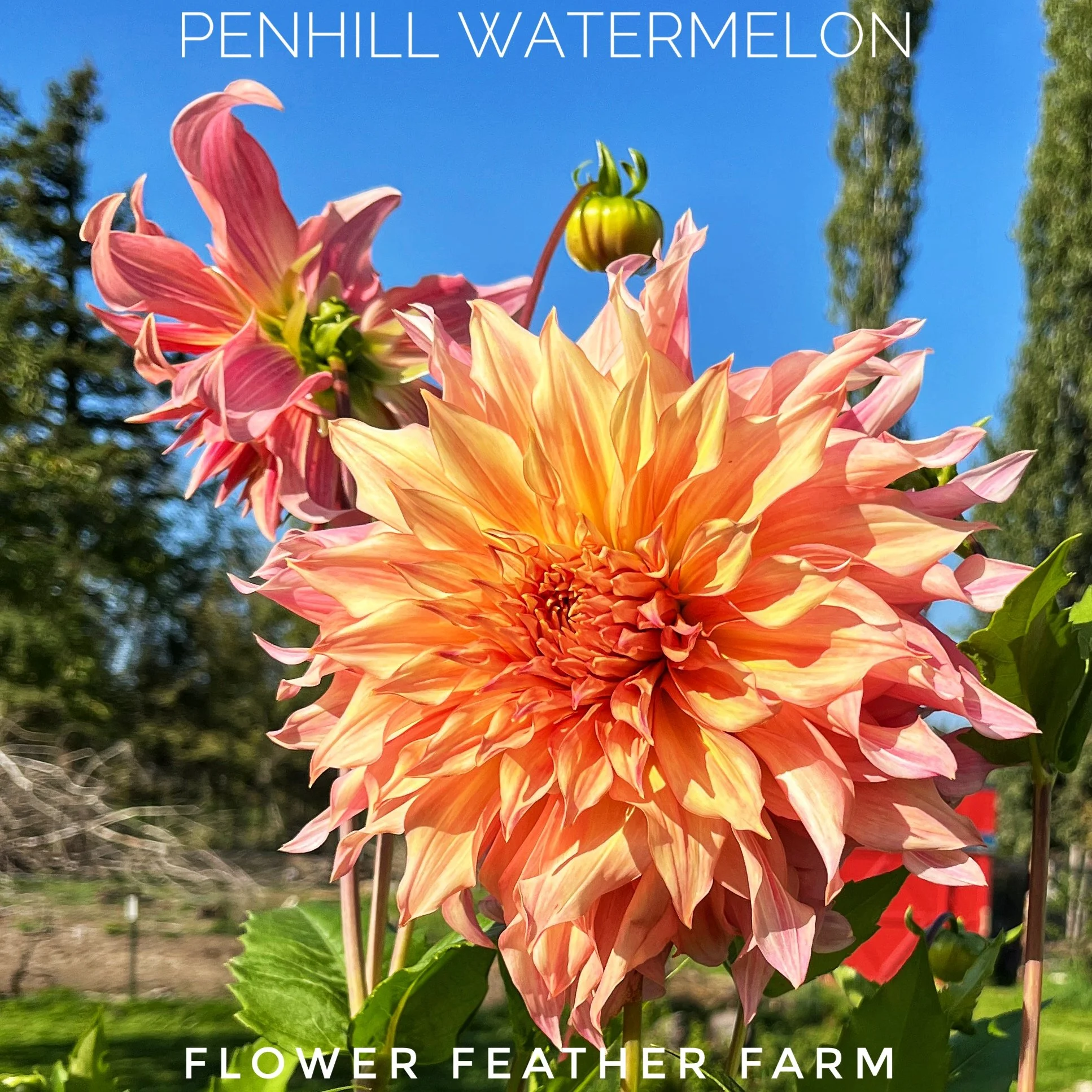 Islander Dahlias at Flower Feather Farm, Specialty Chicks and Dahlia ...