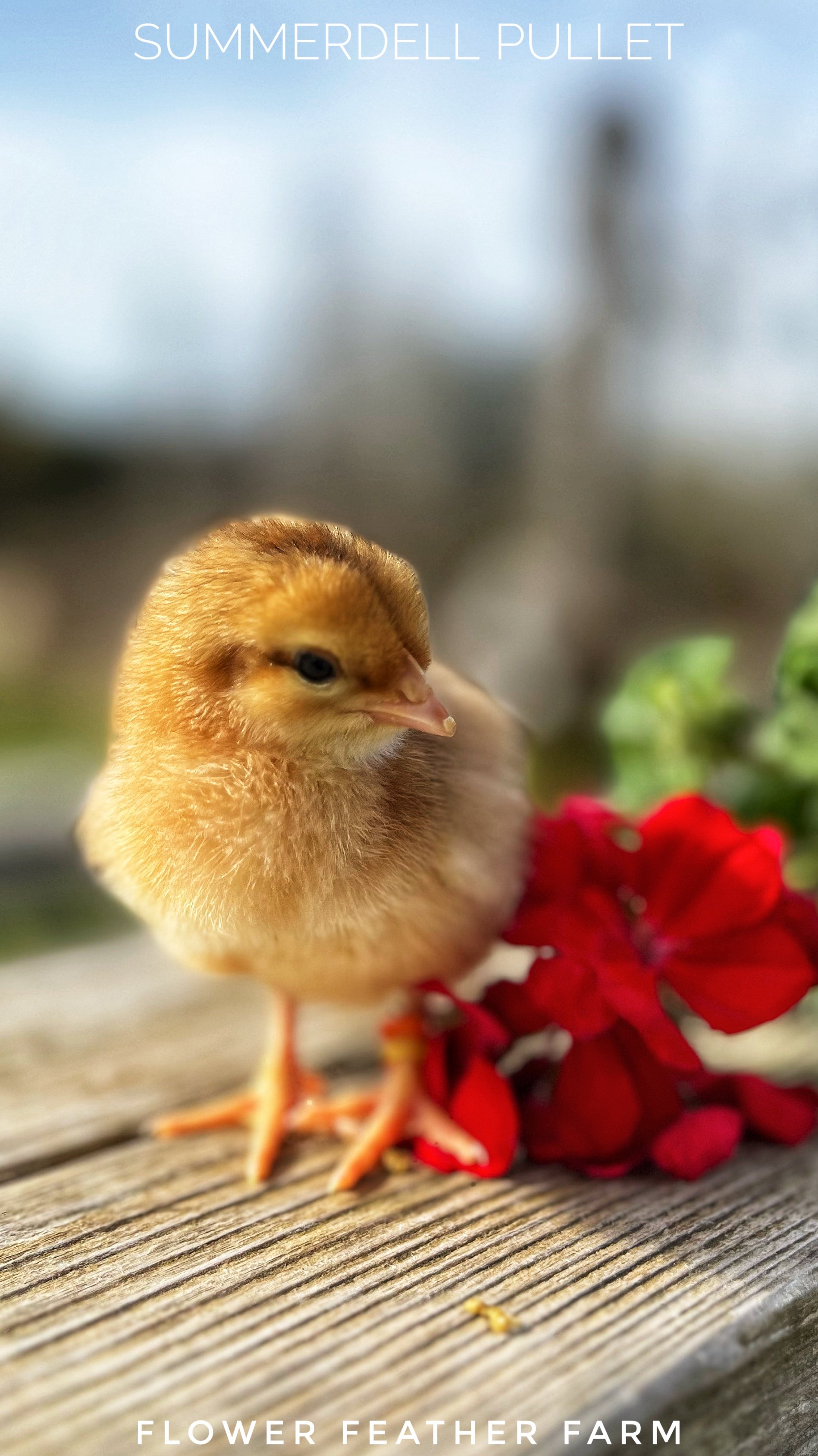 Cute Baby Chicken Wallpaper