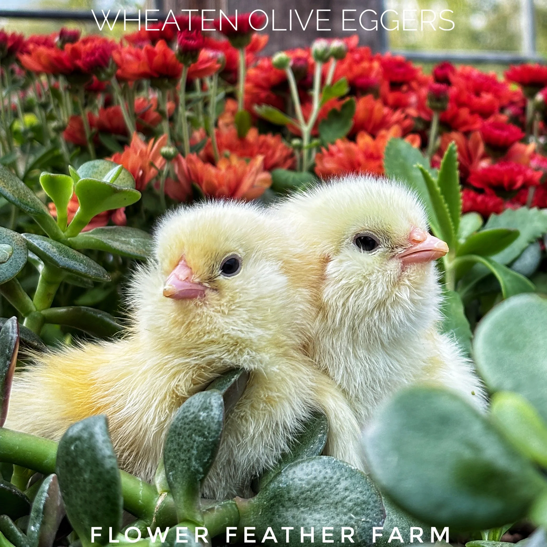 Wheaten/Blue Wheaten/Splash Ameraucanas Chicks available at Flower ...