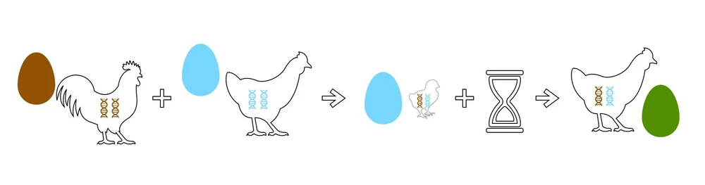 Olive Egger Genetics: It's Complicated