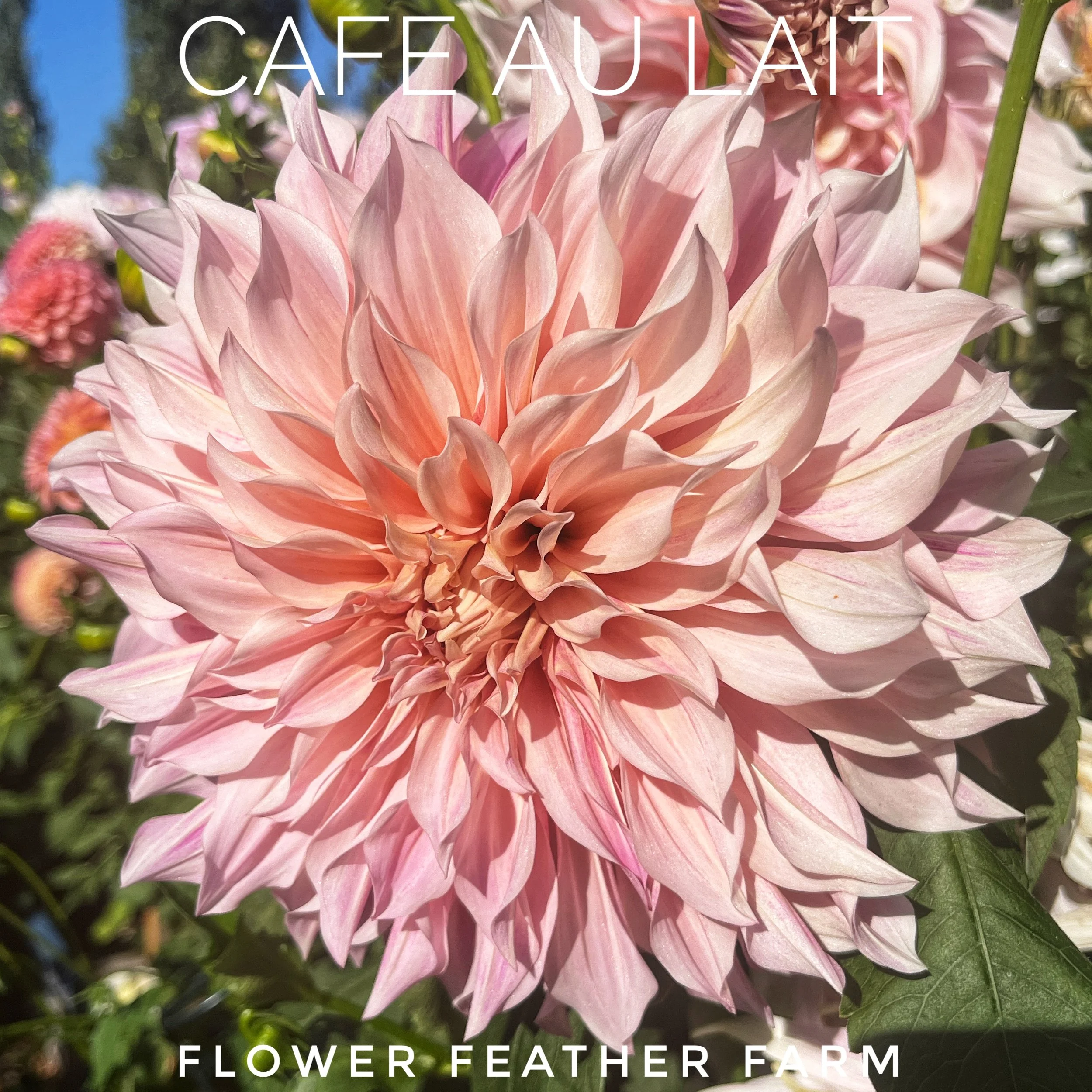 Break Out Dahlias at Flower Feather Farm, Specialty Chicks and Dahlia ...