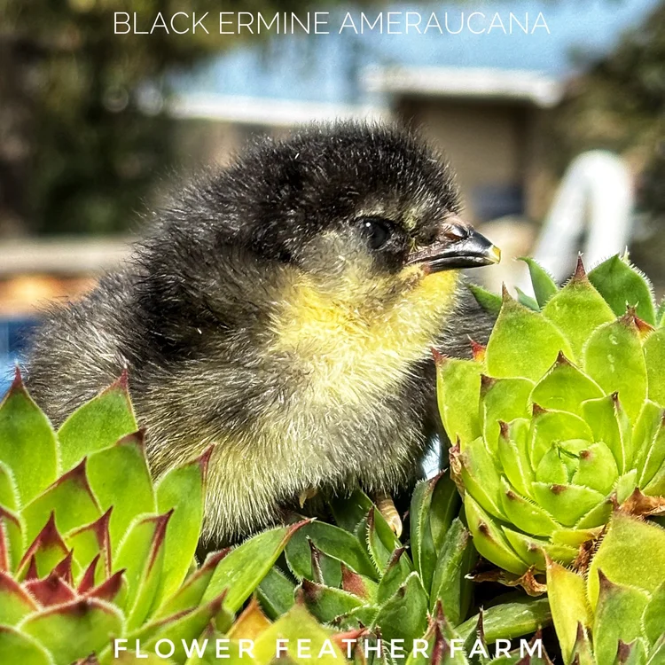 Wheaten/Blue Wheaten/Splash Ameraucanas Chicks available at Flower ...