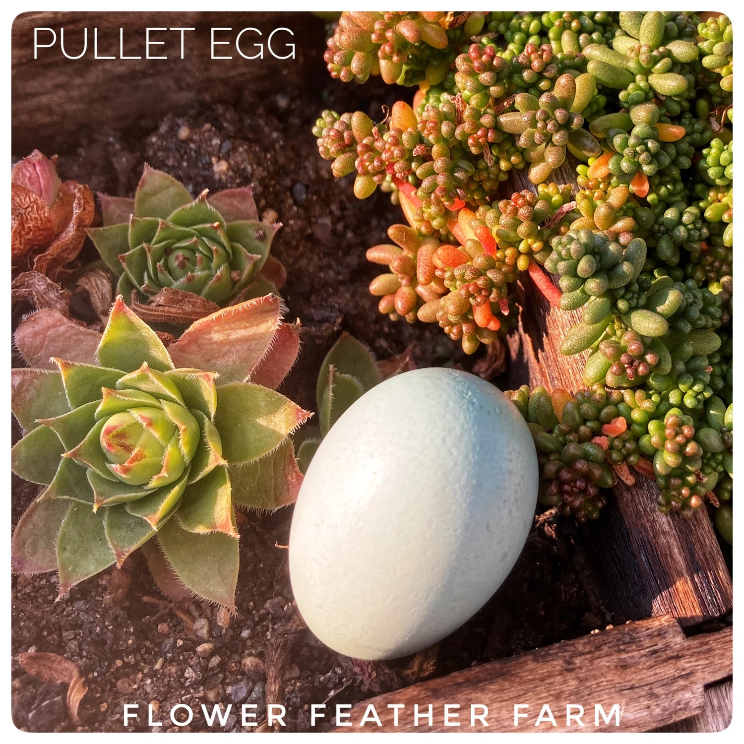Hatching Pullet Eggs: Just Say “No”