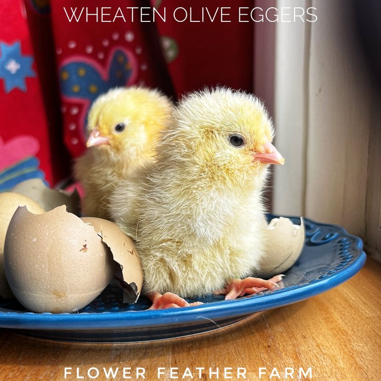 Wheaten/Blue Wheaten/Splash Ameraucanas Chicks available at Flower ...