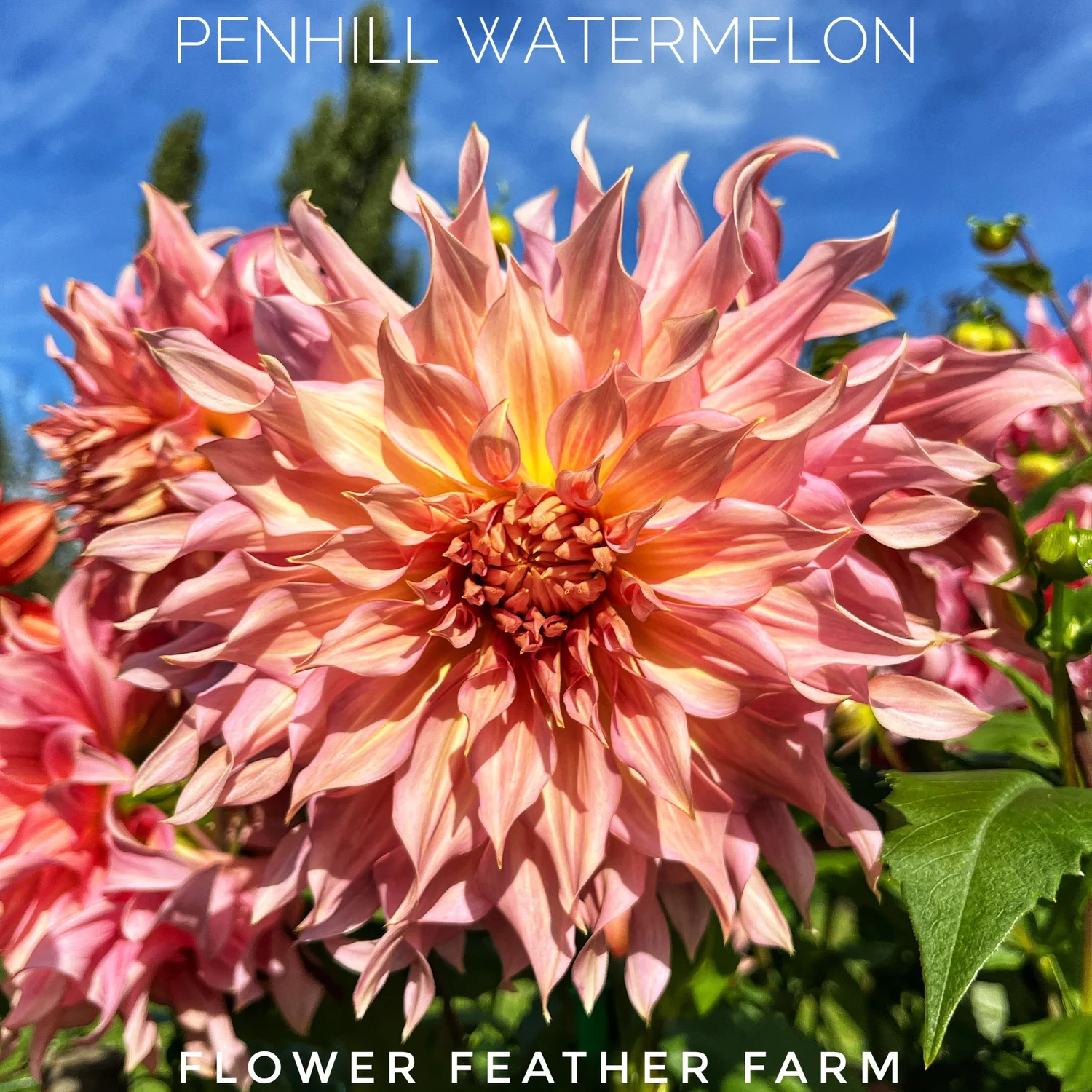 Islander Dahlias at Flower Feather Farm, Specialty Chicks and Dahlia ...