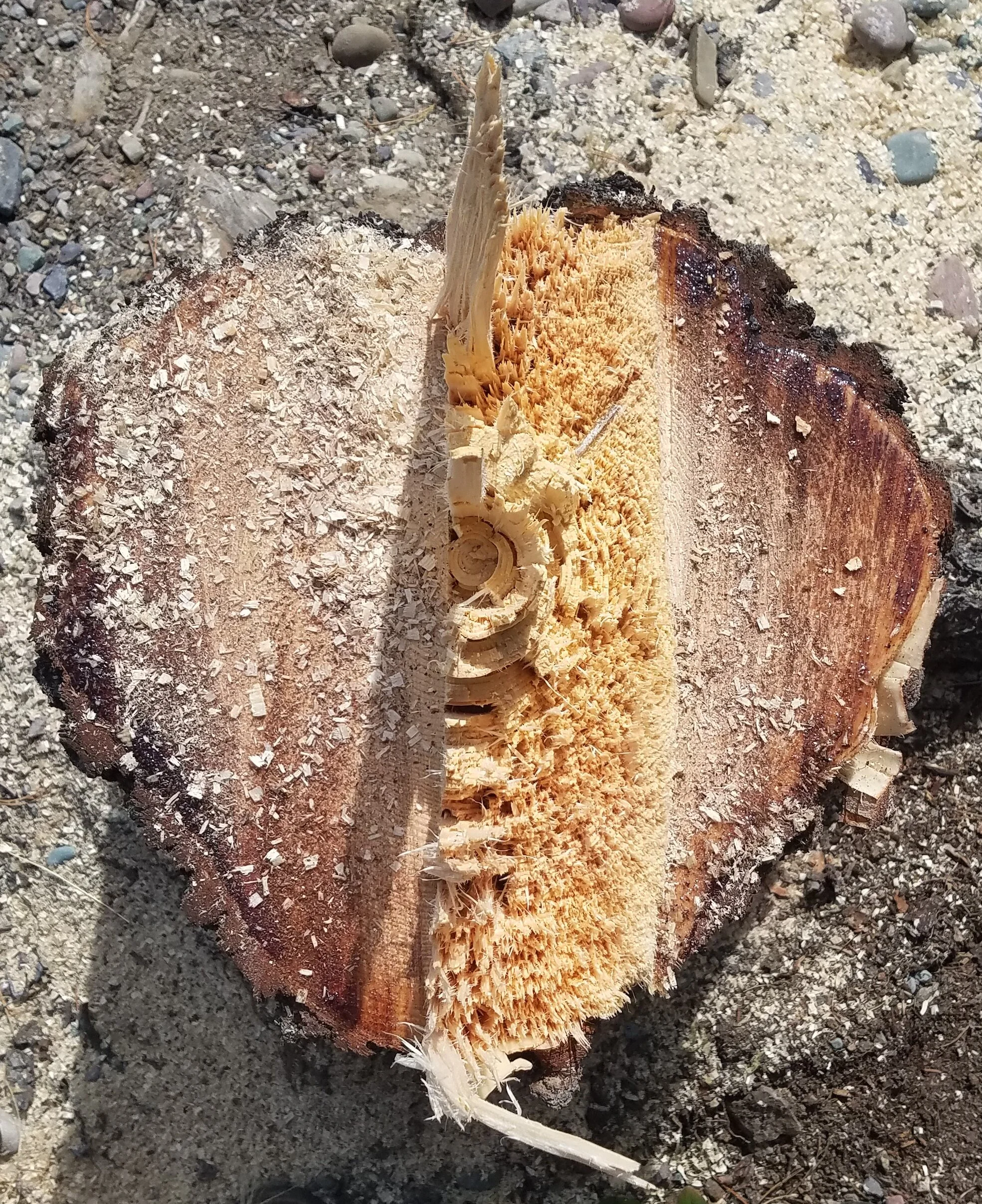 Contact 1 — Shaver Tree Care