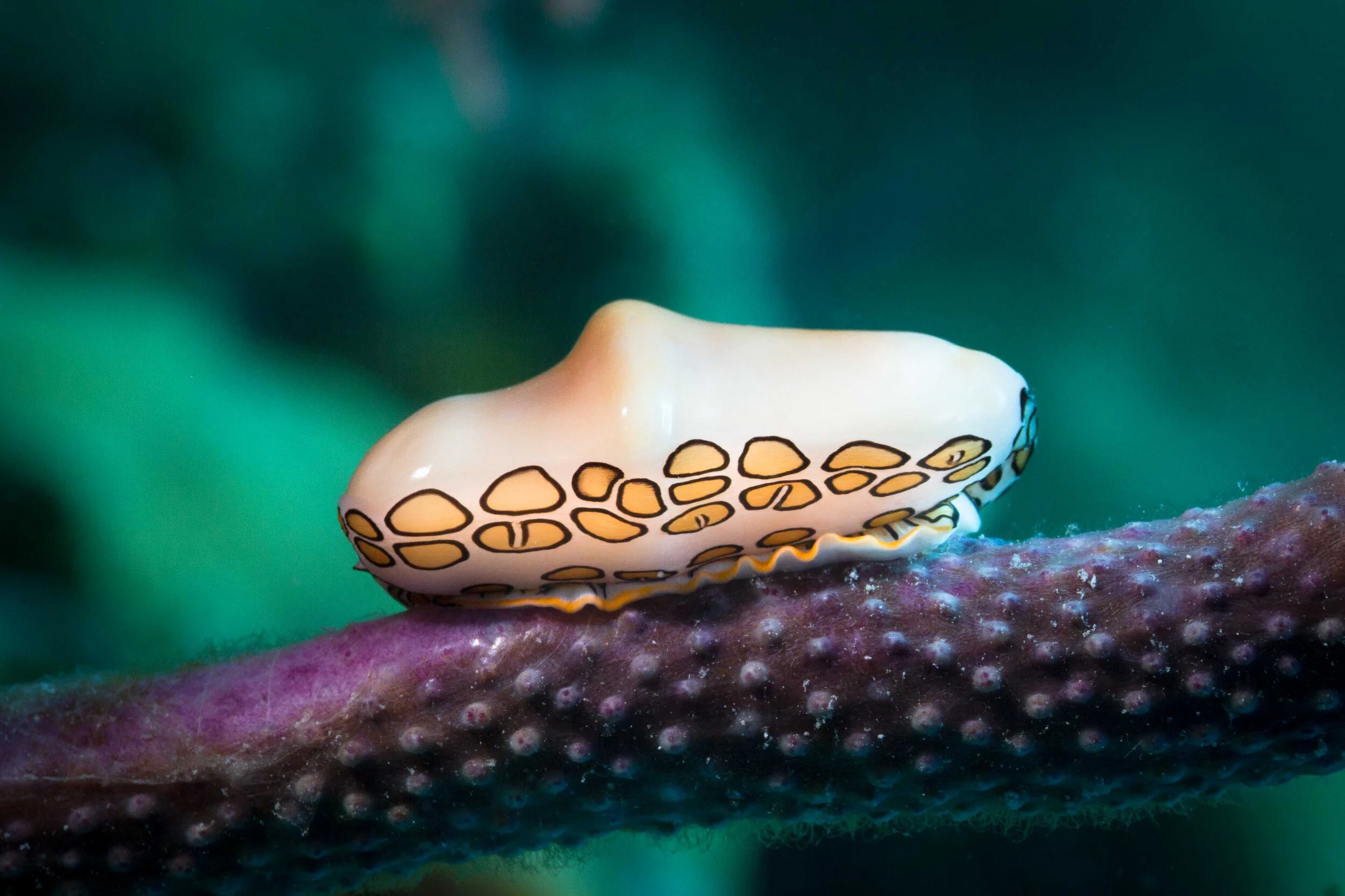 Marine Life — XL Catlin Seaview Survey