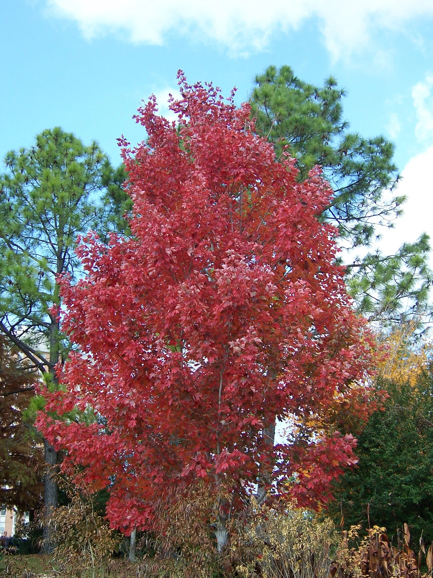 Trees — King's Nursery