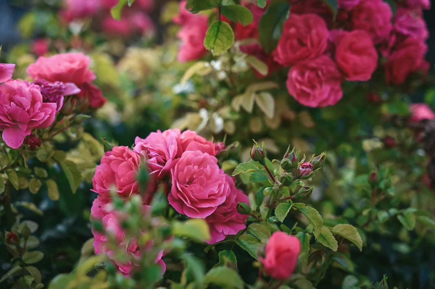 Upcoming services — William Cole Funerals | Excellence in Funeral Service