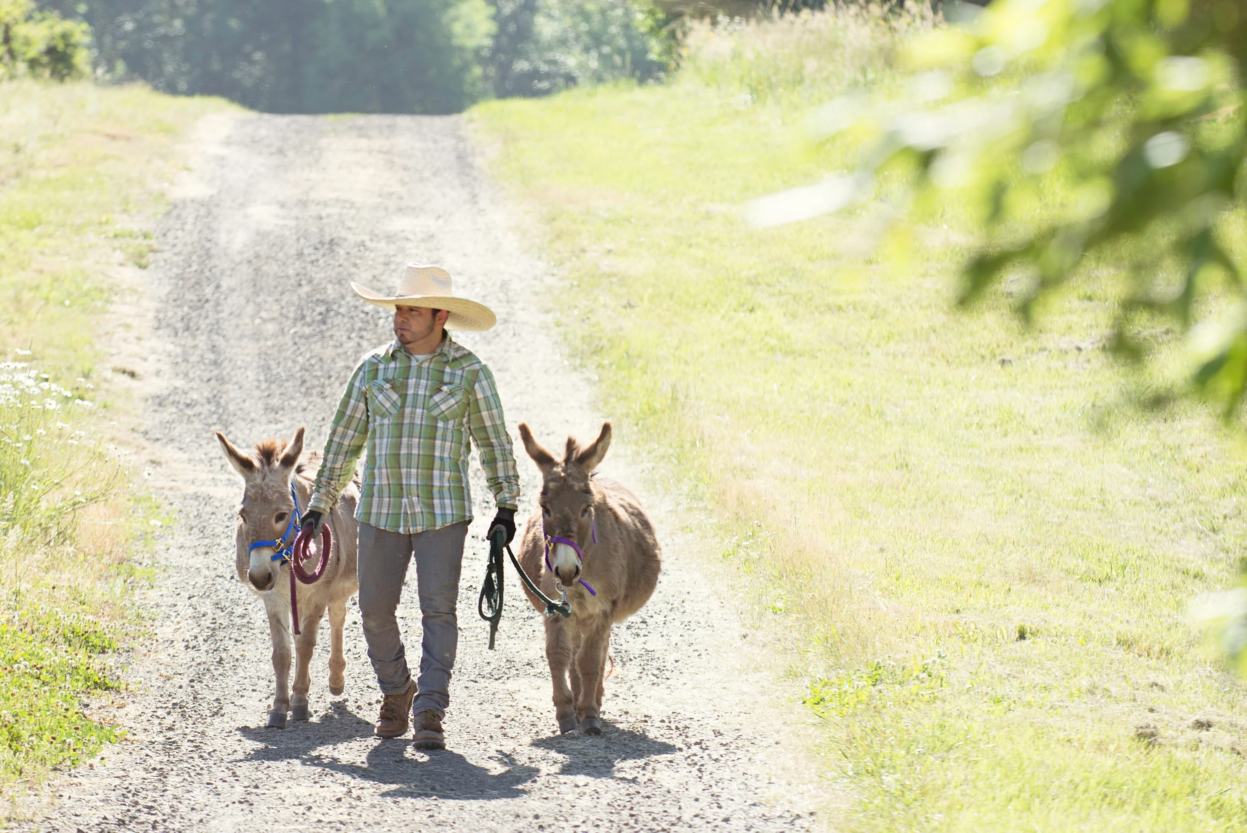 Biodynamics at the Ranch — SOTER VINEYARDS | Mineral Springs Ranch