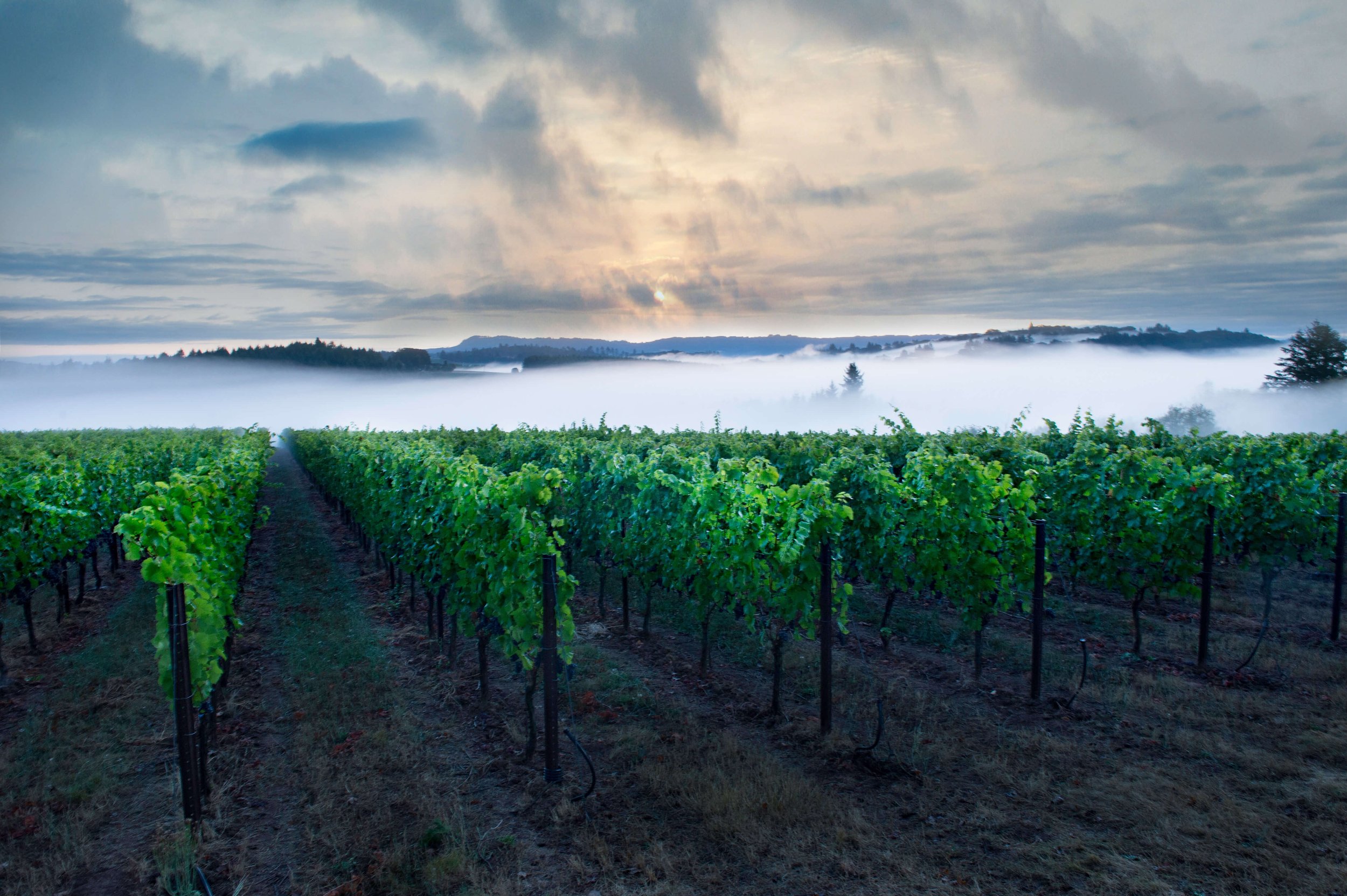 SOTER VINEYARDS | Mineral Springs Ranch