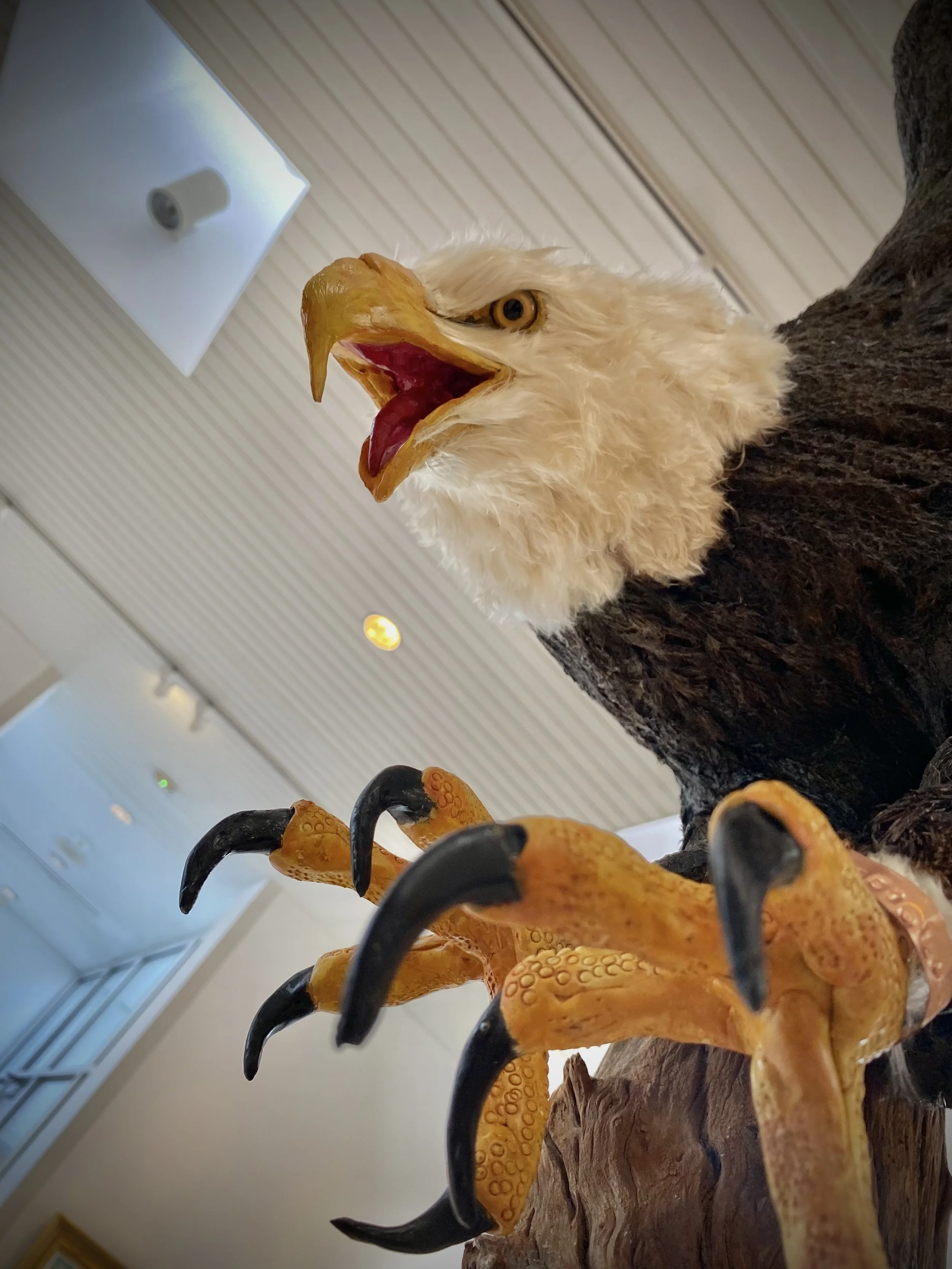 Medici Museum of Art