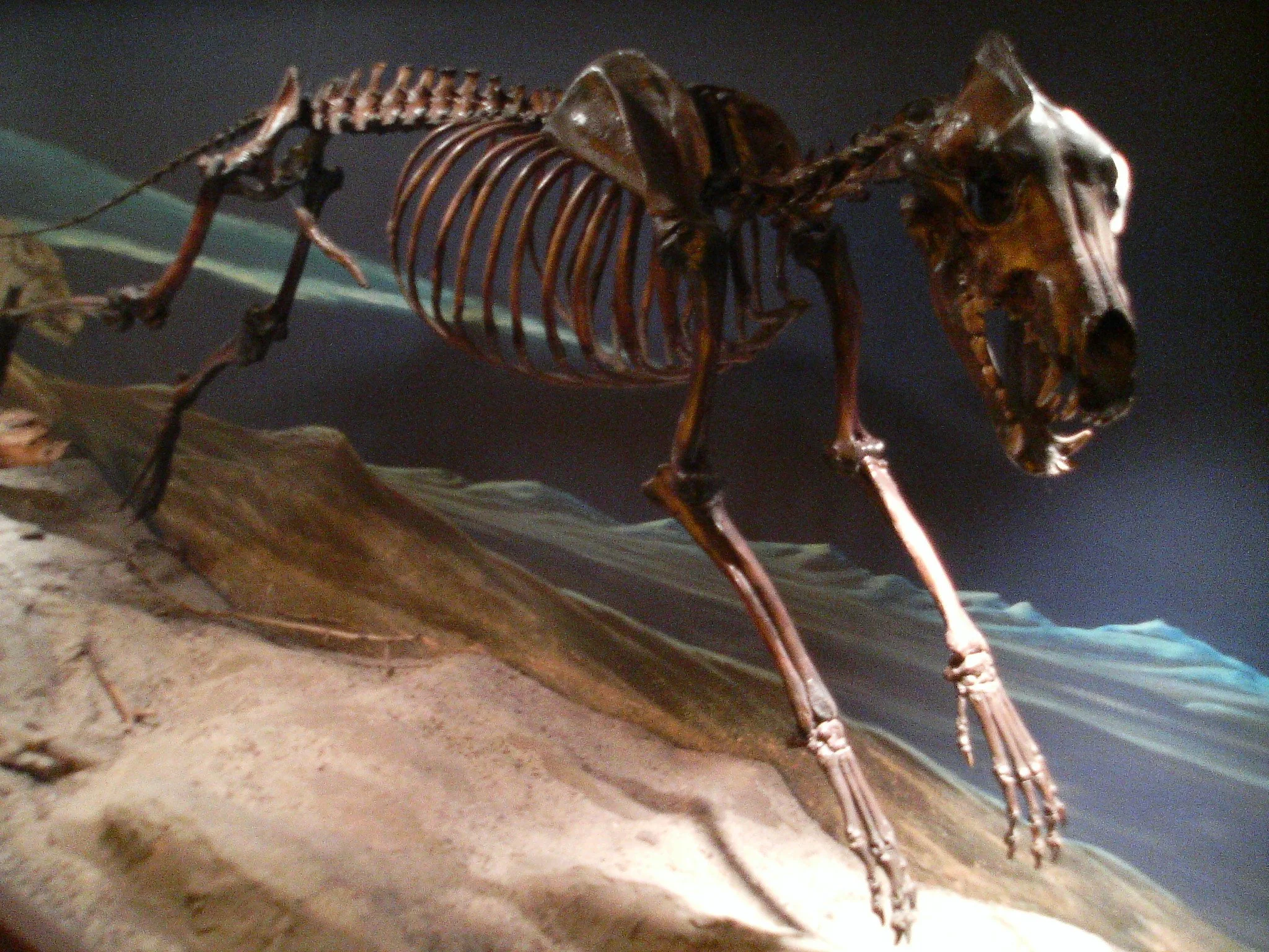 The Bioethics of De-Extinction — The National Catholic Bioethics Center